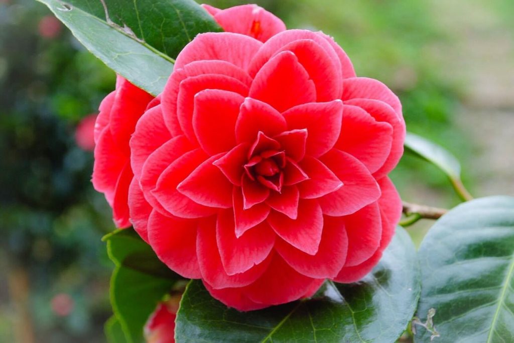 Il borgo delle camelie, un giardino d’eccellenza unico al mondo a Lucca