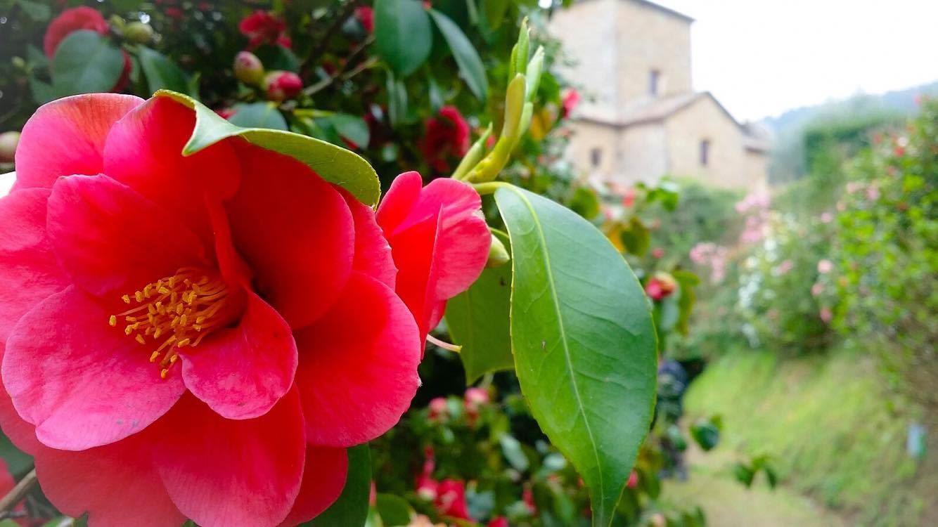 Il borgo delle camelie, un giardino d'eccellenza unico al mondo a Lucca